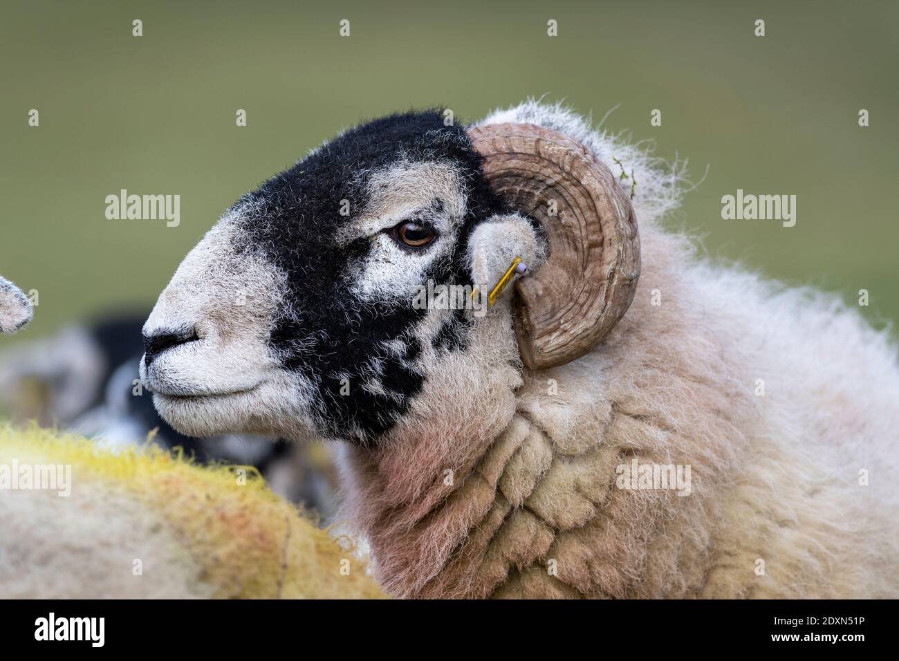 Swaledale ram in field with flock of ewes at tupping time in autumn ...