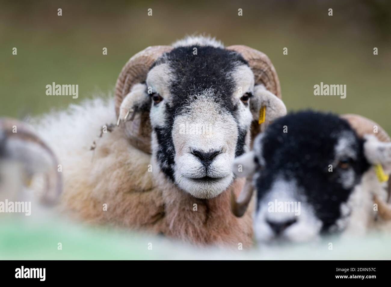 Swaledale ram in field with flock of ewes at tupping time in autumn ...