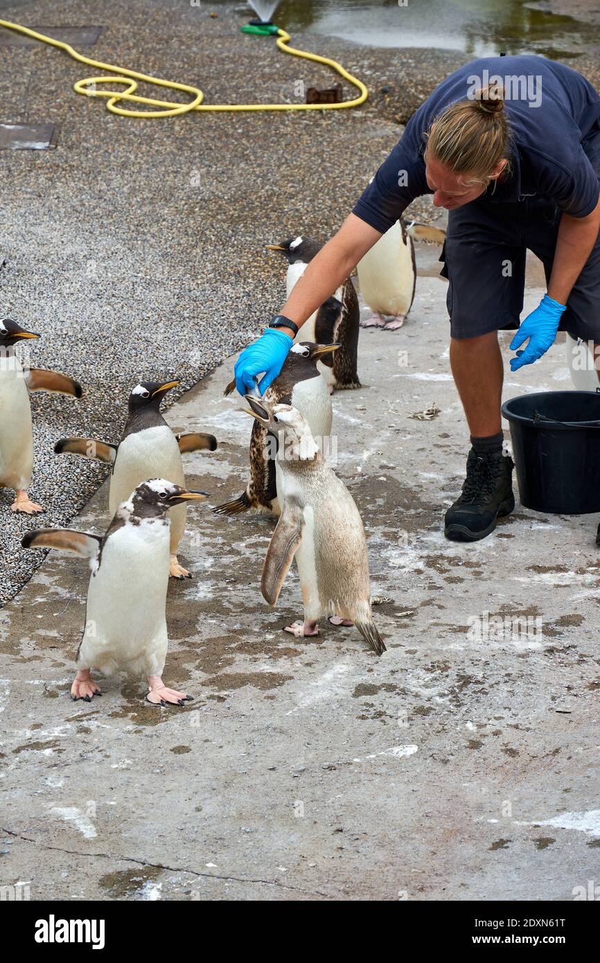 Penguin edinburgh zoo hi-res stock photography and images - Alamy