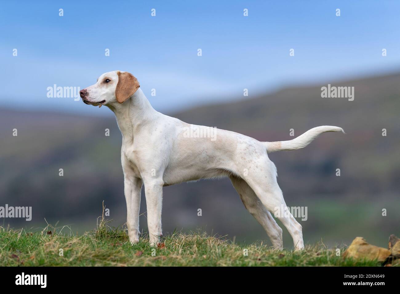 Juvenile Fox Hound in Yorkshire Dales, UK Stock Photo - Alamy