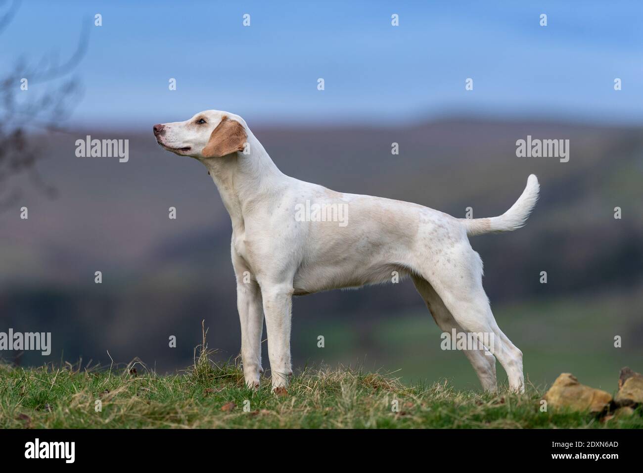 Juvenile Fox Hound in Yorkshire Dales, UK Stock Photo - Alamy