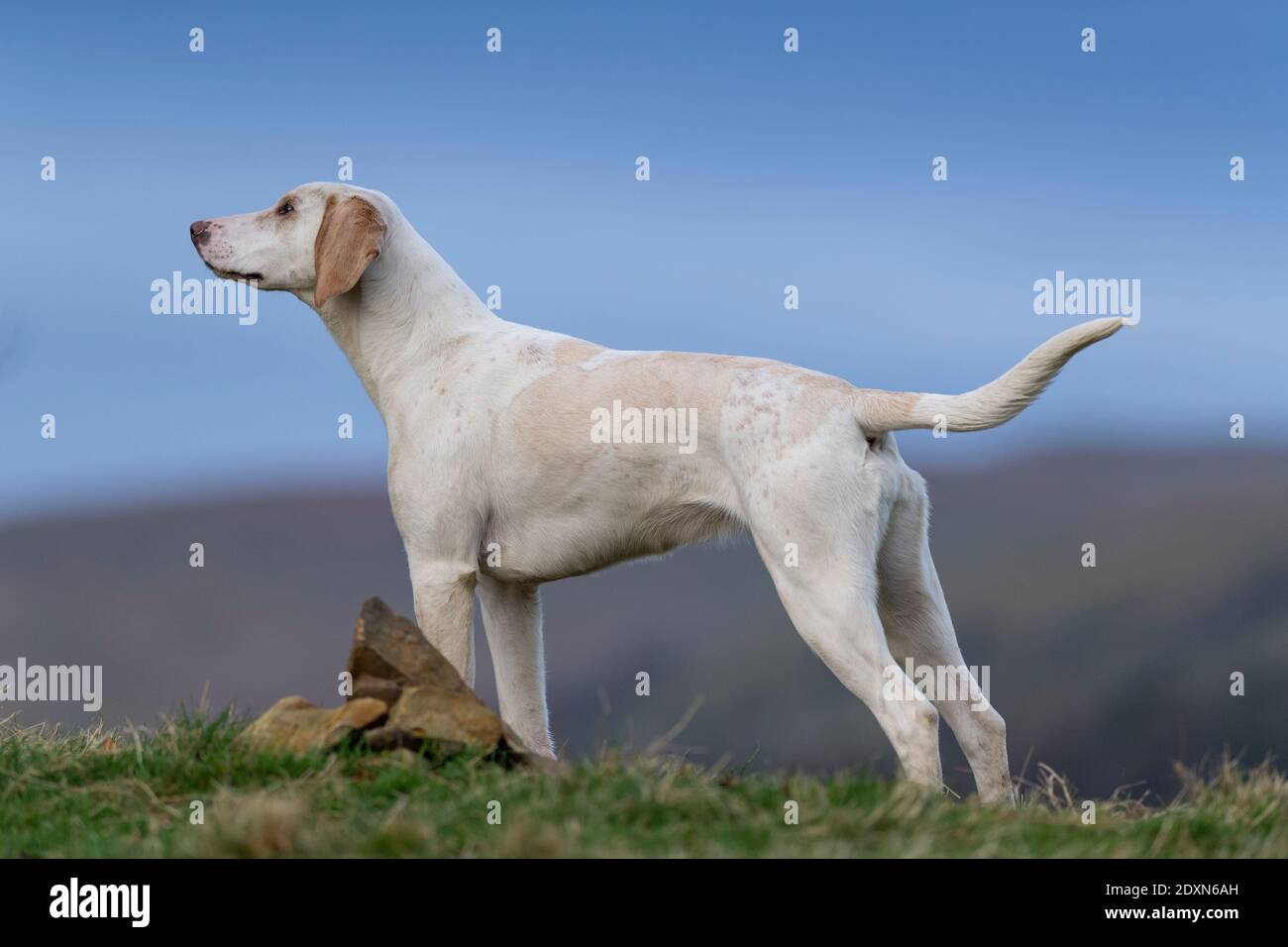 Juvenile Fox Hound in Yorkshire Dales, UK Stock Photo - Alamy