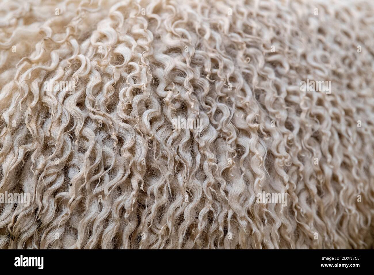 Sheeps fleece hi-res stock photography and images - Alamy