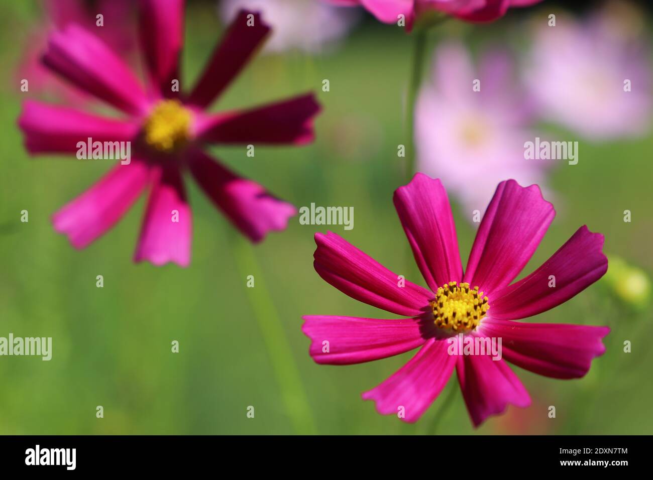 Cosmos yellow cosmos japan hi-res stock photography and images - Alamy