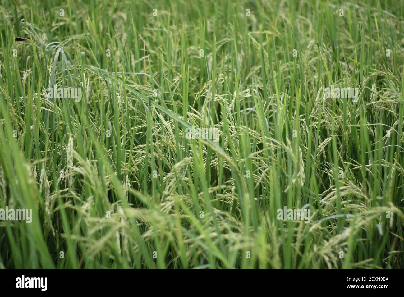 Lakeside plantation hi-res stock photography and images - Alamy