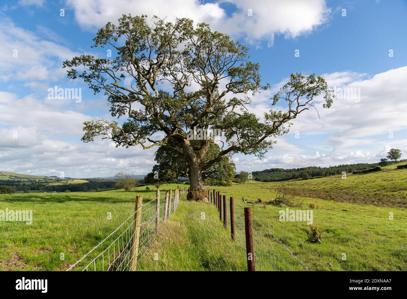 Field boundary trees hi-res stock photography and images - Alamy