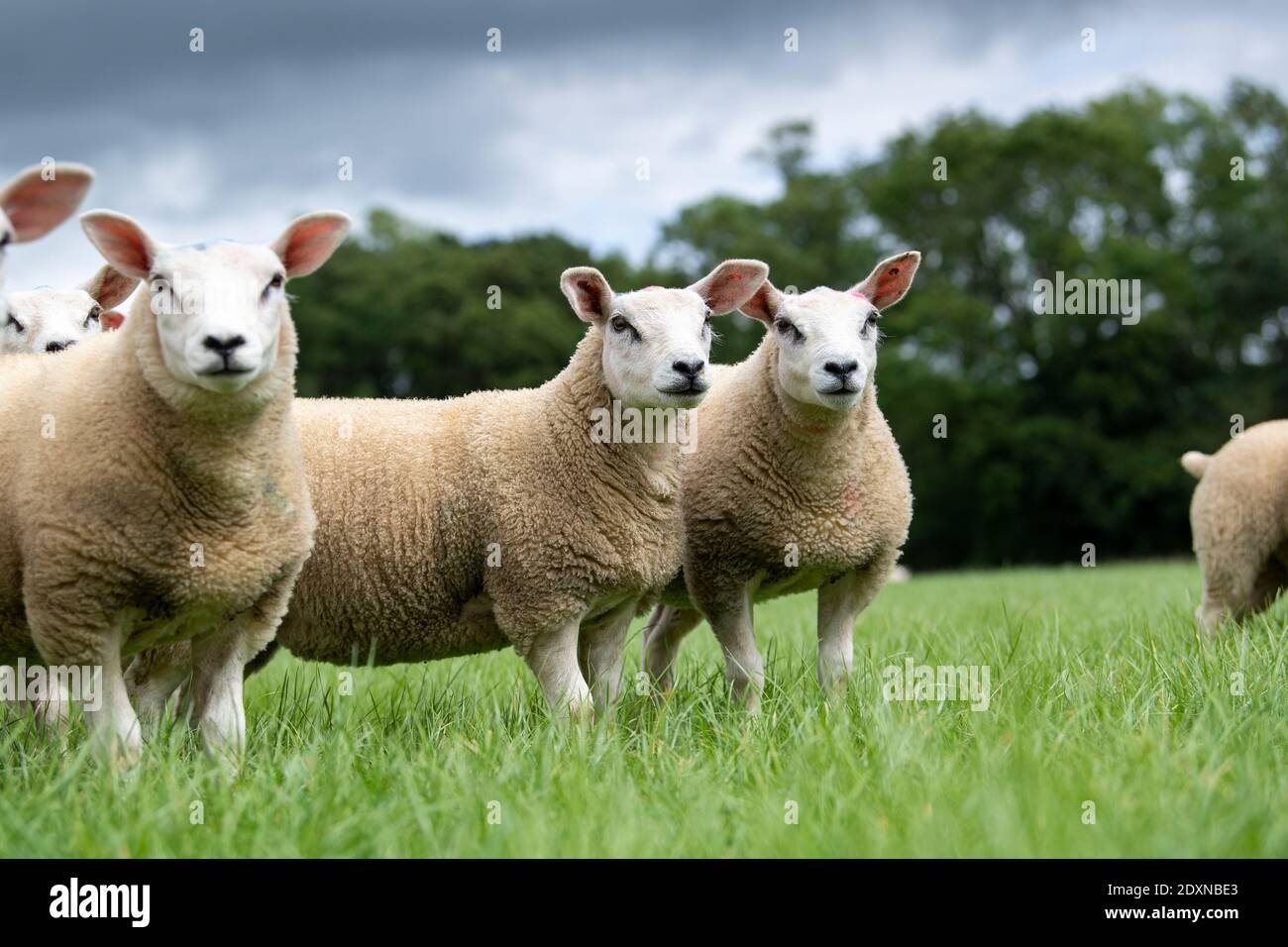 flock of white faced commercial lambs on grass, Yorkshire, UK Stock ...