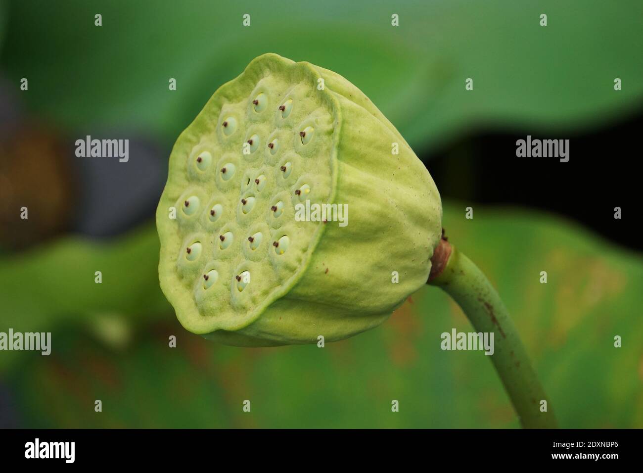 Plant root hair close up hi-res stock photography and images - Alamy