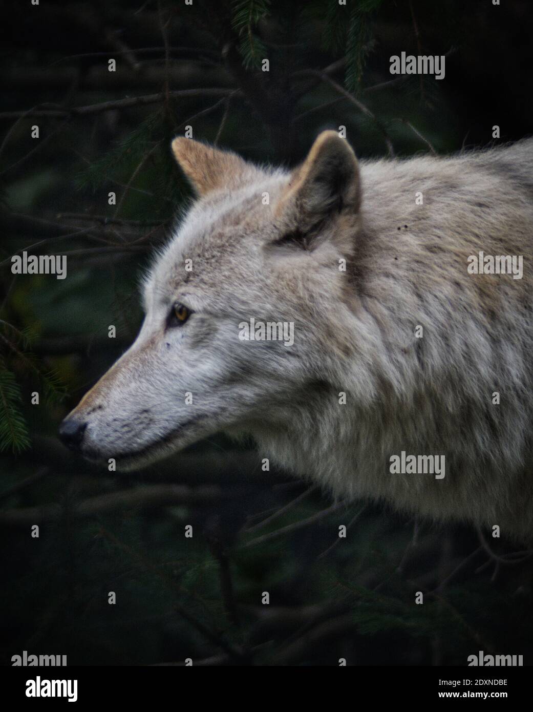 Wolf At The Wolf Conservation Center Stock Photo - Alamy