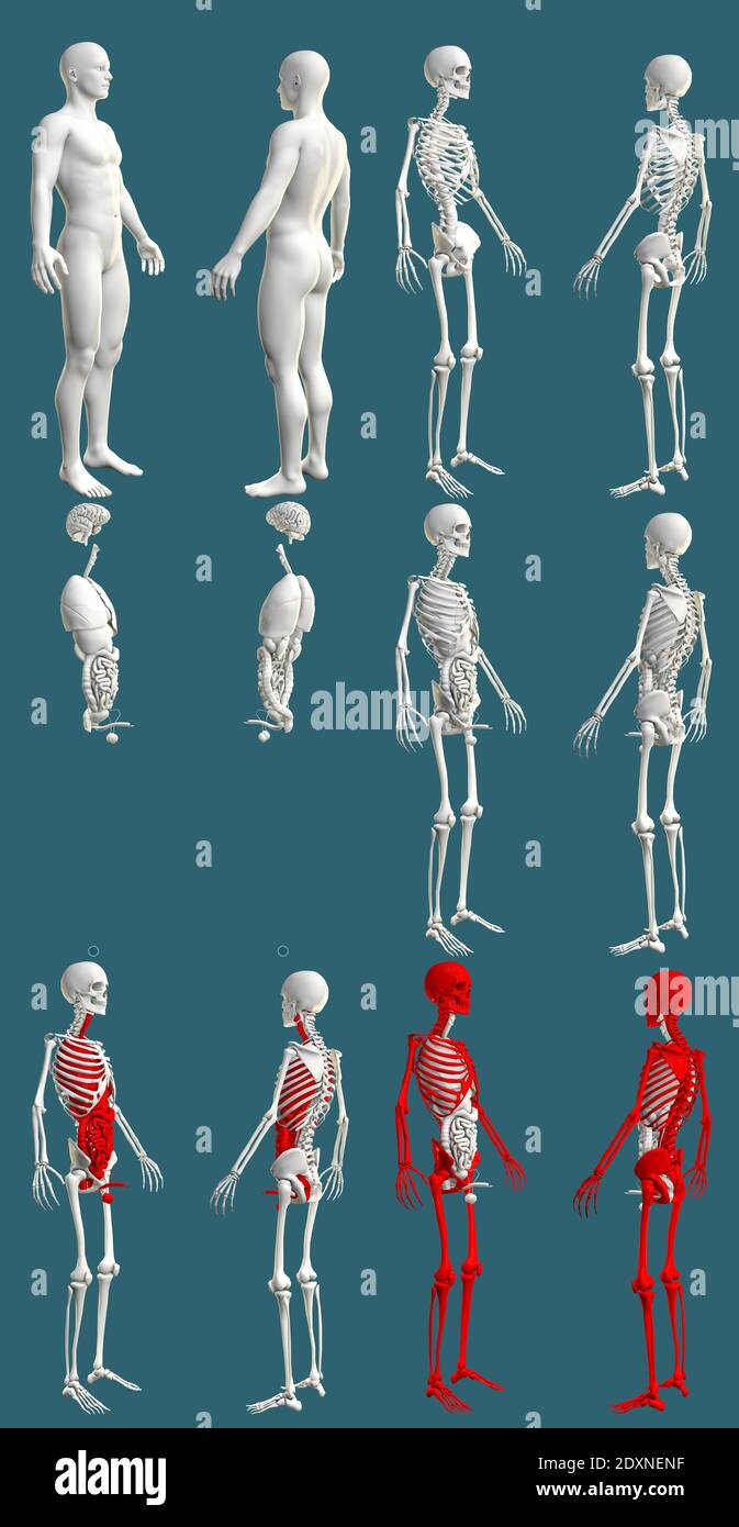 Human Organs In Blue Anatomical High Resolution Stock Photography and ...