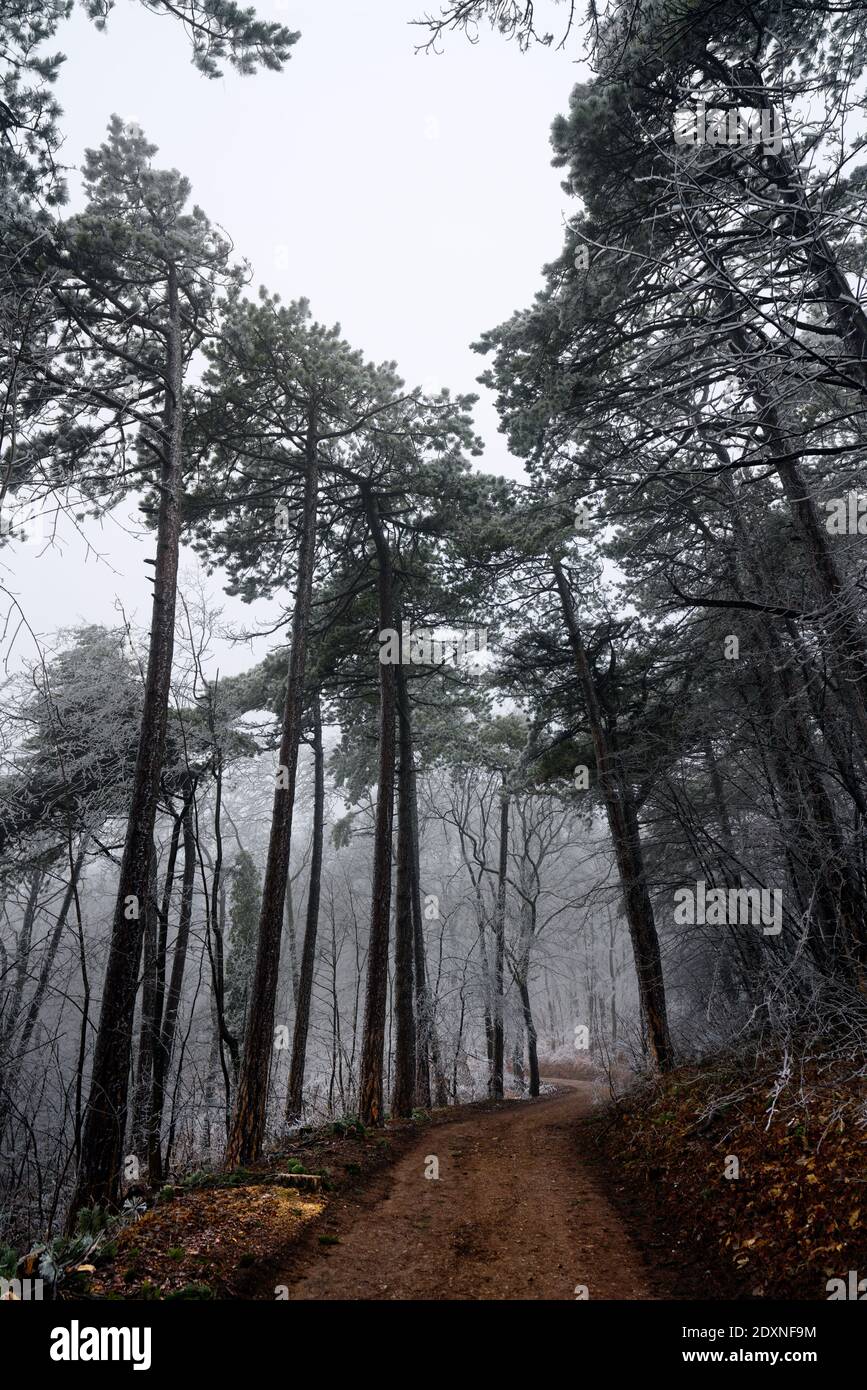 Dingy forest hi-res stock photography and images - Alamy
