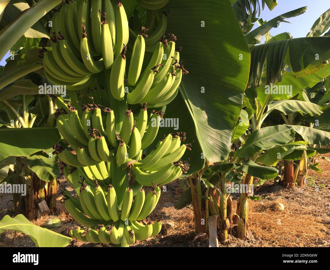 Cyprus banana tree hi-res stock photography and images - Alamy