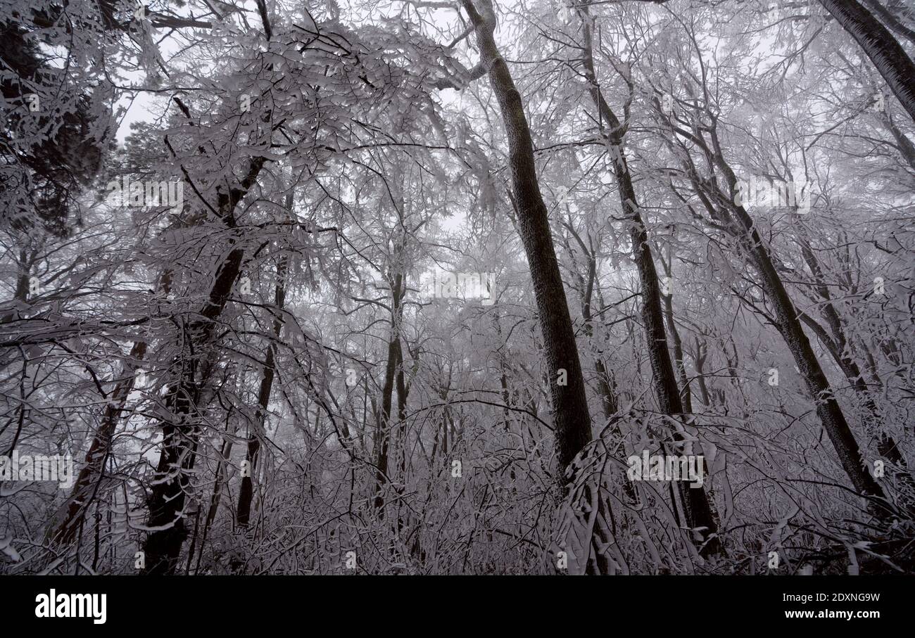 Dingy forest hi-res stock photography and images - Alamy