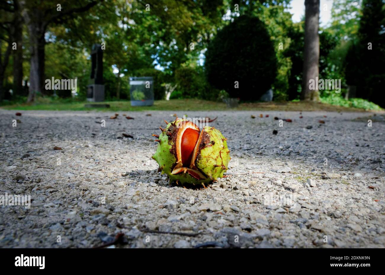 Chestnut On The Floor In Half-opened Prickly Shell Stock Photo - Alamy