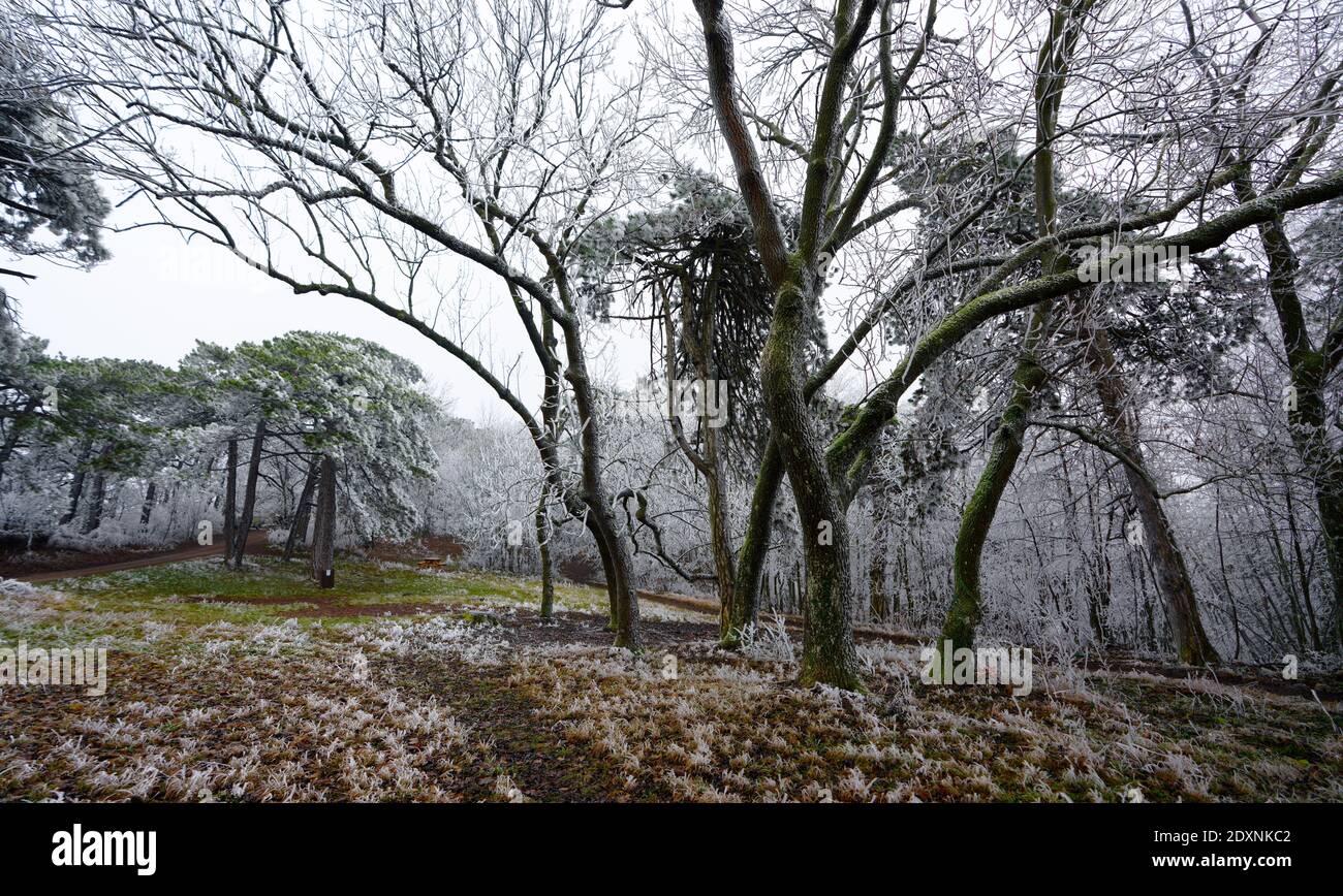Dingy forest hi-res stock photography and images - Alamy