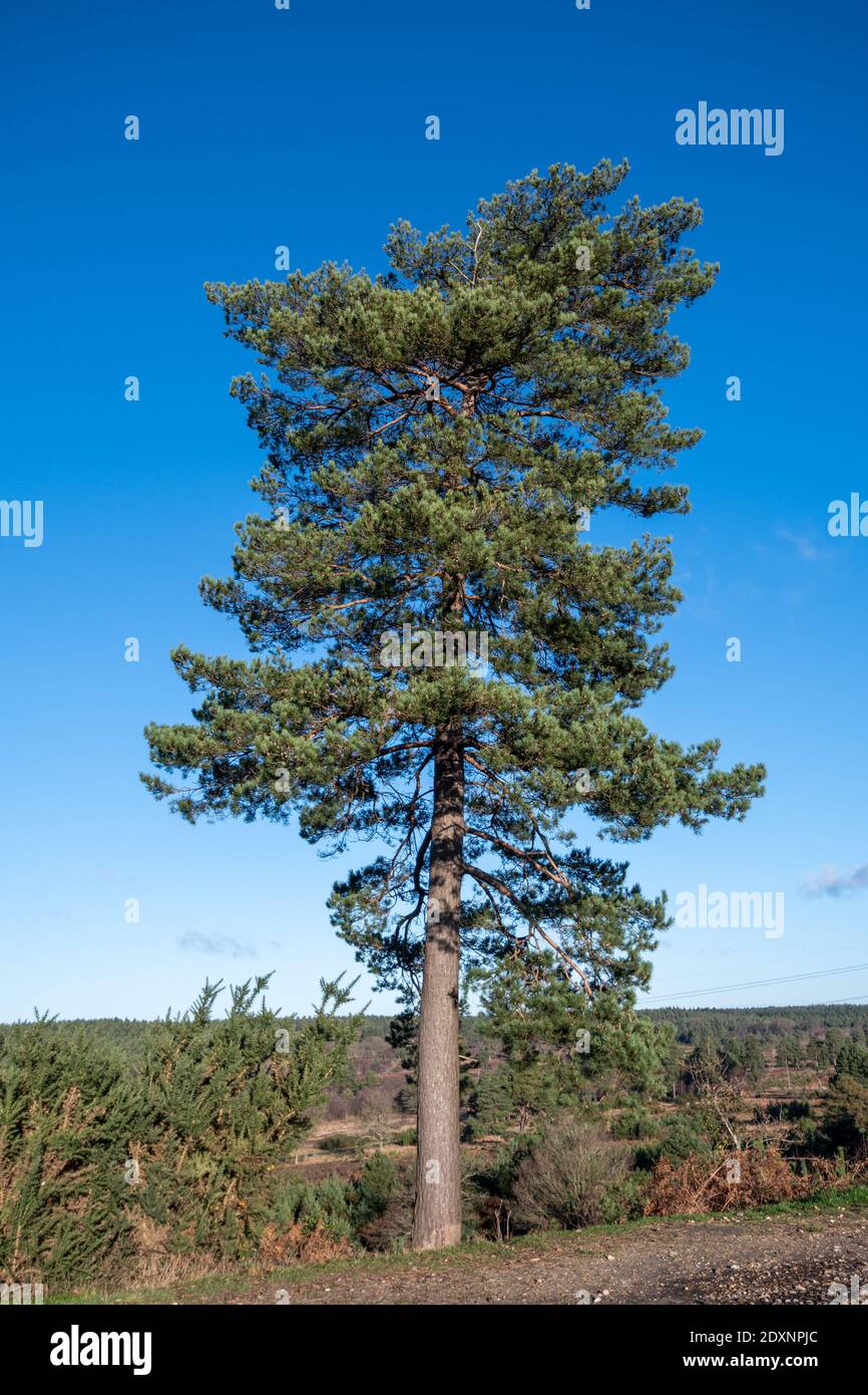 Scots pine tree hi-res stock photography and images - Alamy