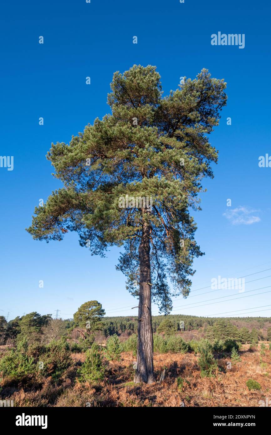 A single scots pine tree (Pinus sylvestris) against blue sky, Barossa ...