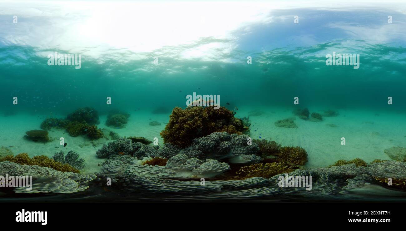 Reef Coral Tropical Garden. Tropical underwater sea fish. Colourful ...