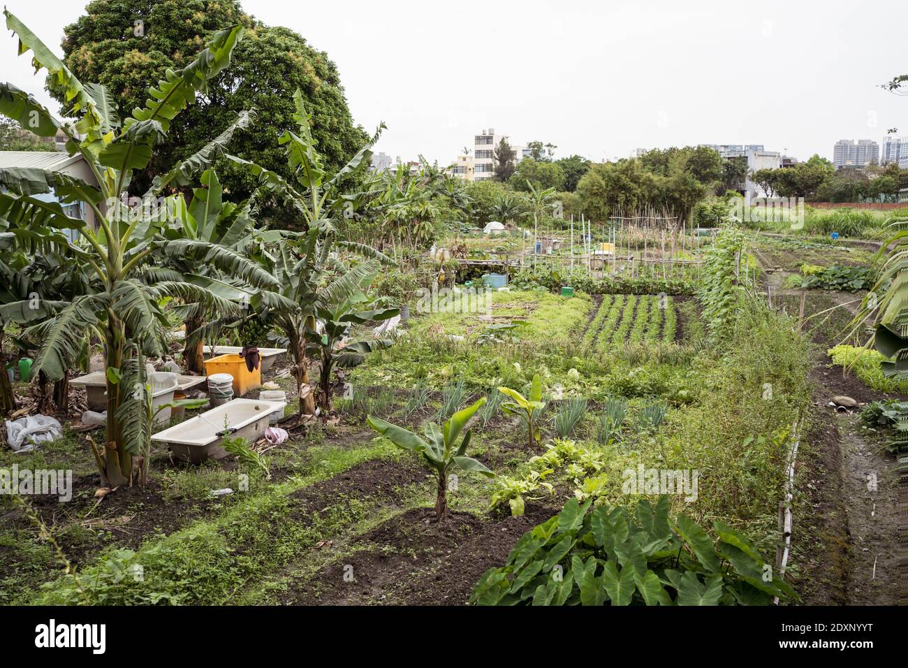 Sustainable green local farm with banana and papaya trees in Hsinchu ...