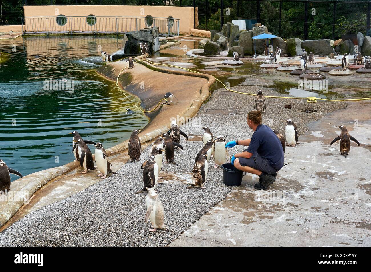 Zoo animals feeding hi-res stock photography and images - Alamy