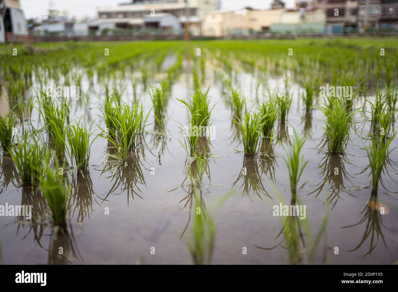 growing rice field flooded with water with buildings in the background ...