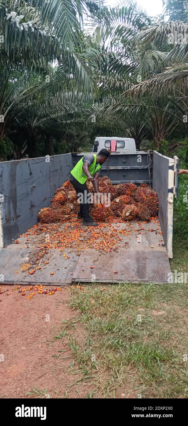 Truck full of fruit hi-res stock photography and images - Alamy