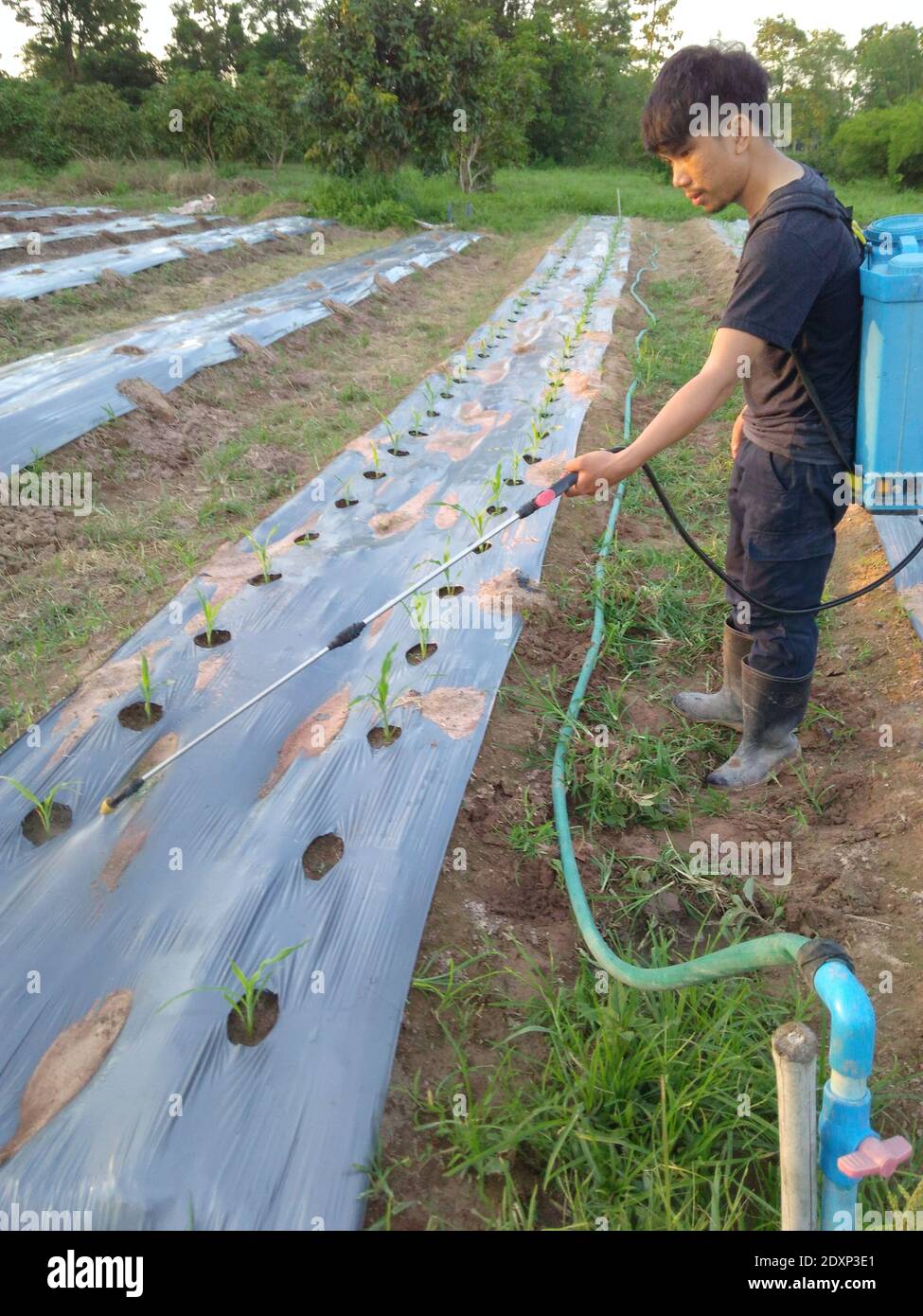 Asian farmer watering his crops hi-res stock photography and images - Alamy