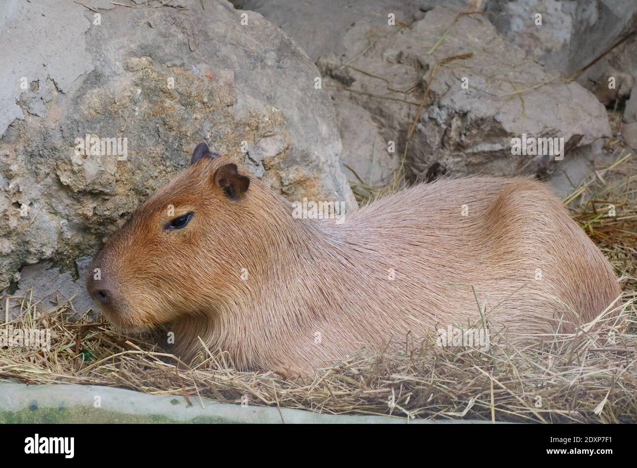 Lying down capybara hi-res stock photography and images - Alamy