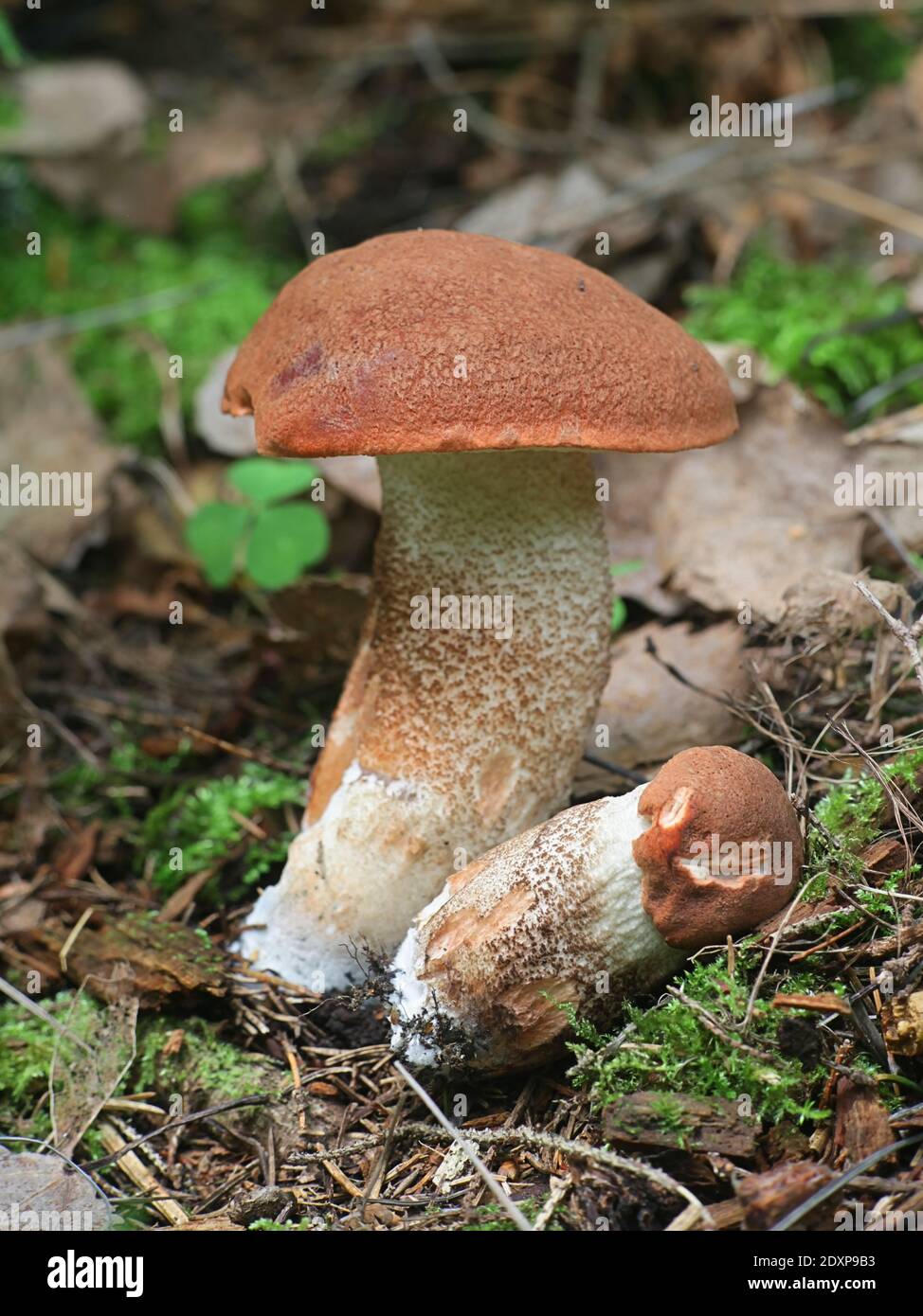 Leccinum populinum, known as red aspen bolete or red-capped scaber ...