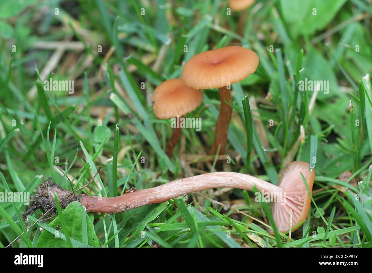 Laccaria laccata, known as the deceiver or waxy laccaria, wild mushroom ...