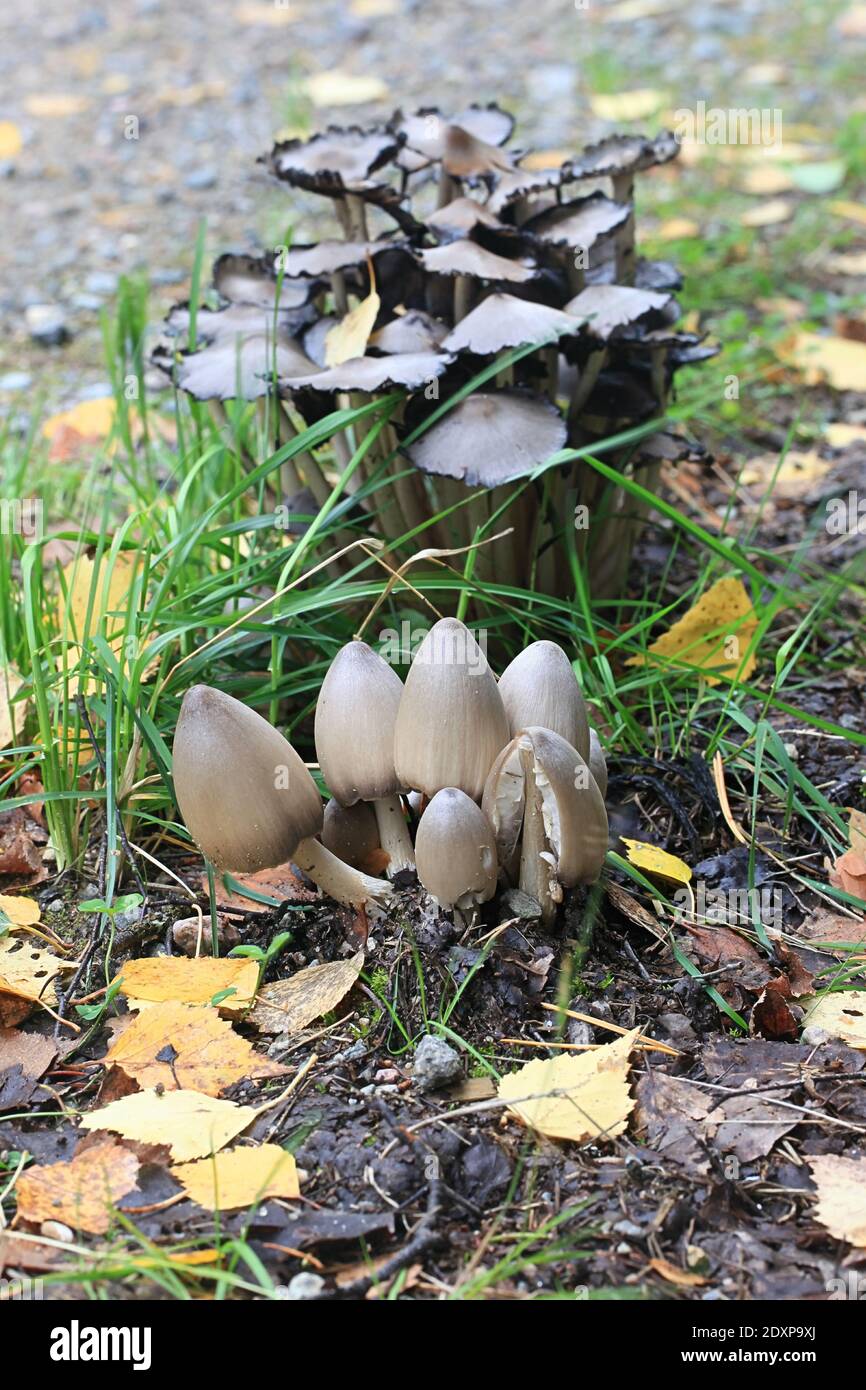 Coprinopsis