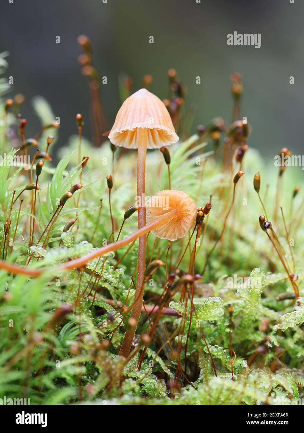 Galerina vittiformis, known as hairy leg bell, wild mushroom from ...