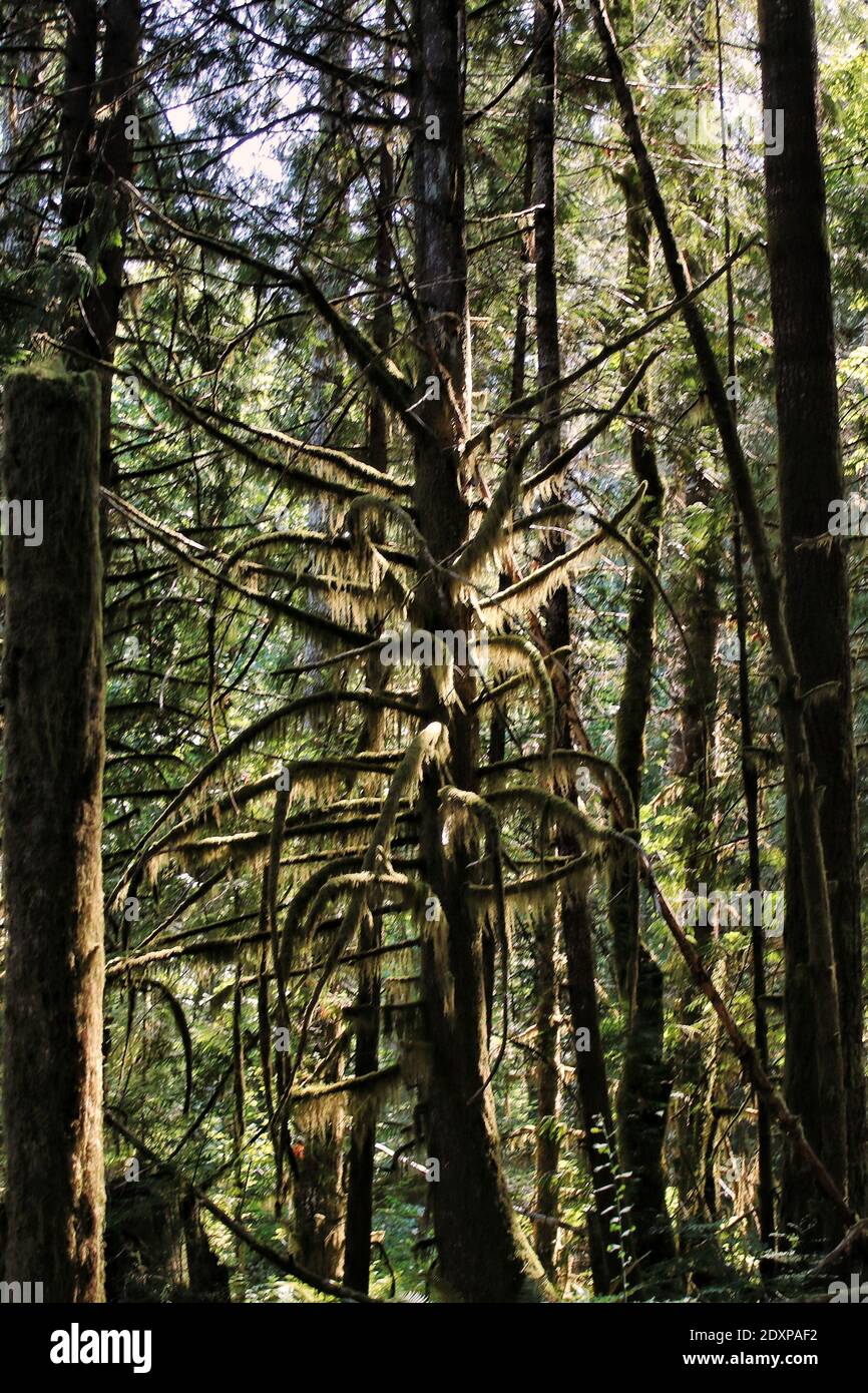 Thick forest in canada light hi-res stock photography and images - Alamy