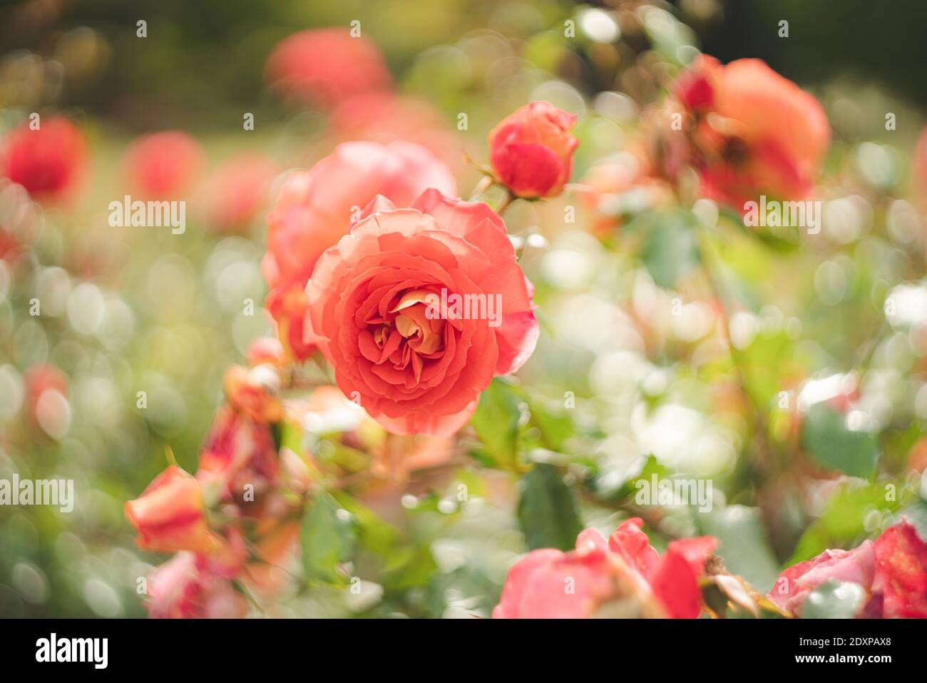 Hildesheim rose hi-res stock photography and images - Alamy