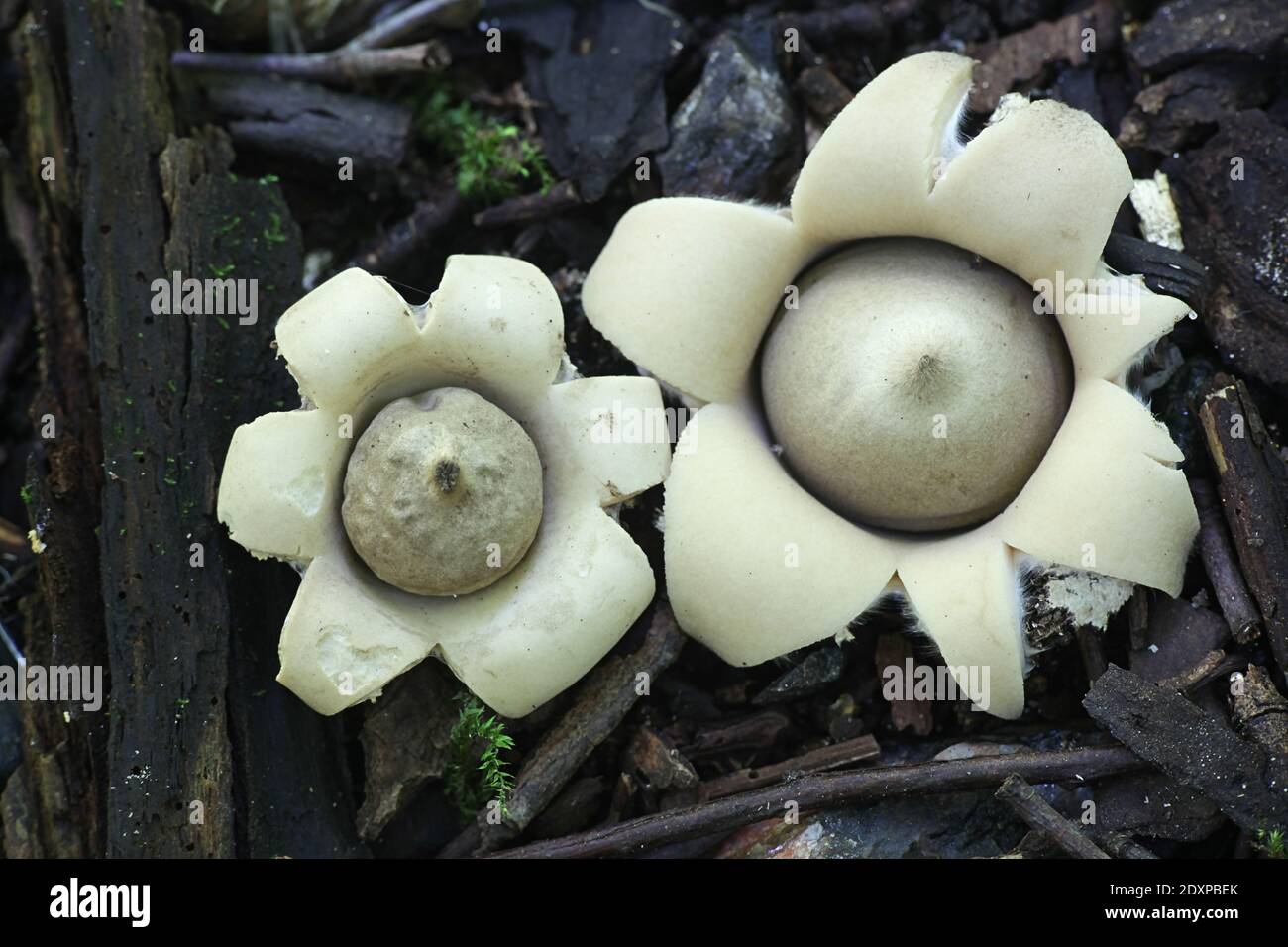 Star Mushroom High Resolution Stock Photography and Images - Alamy
