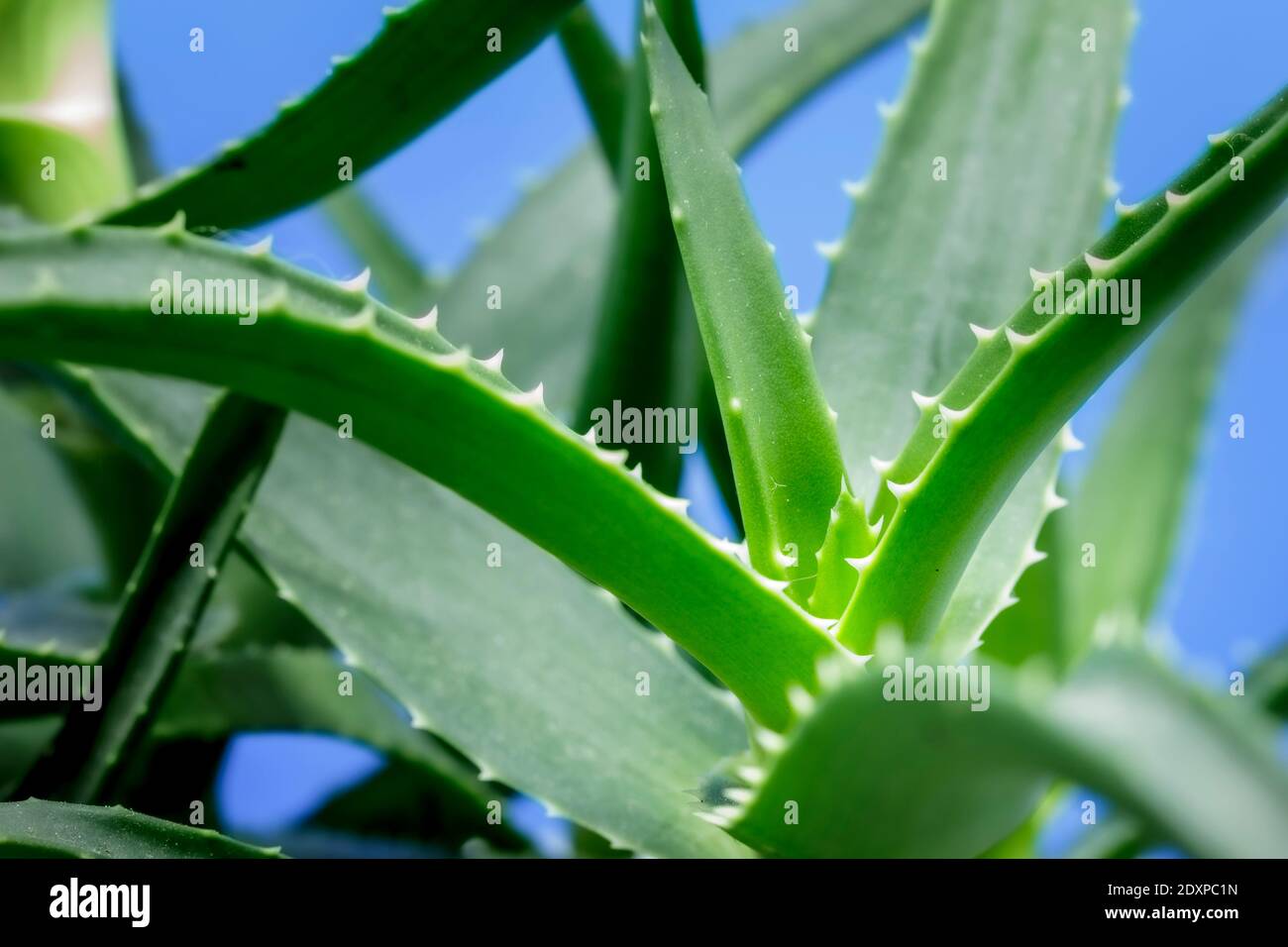 Aloe arborescens is a succulent plant from the Aloeaceae family used ...