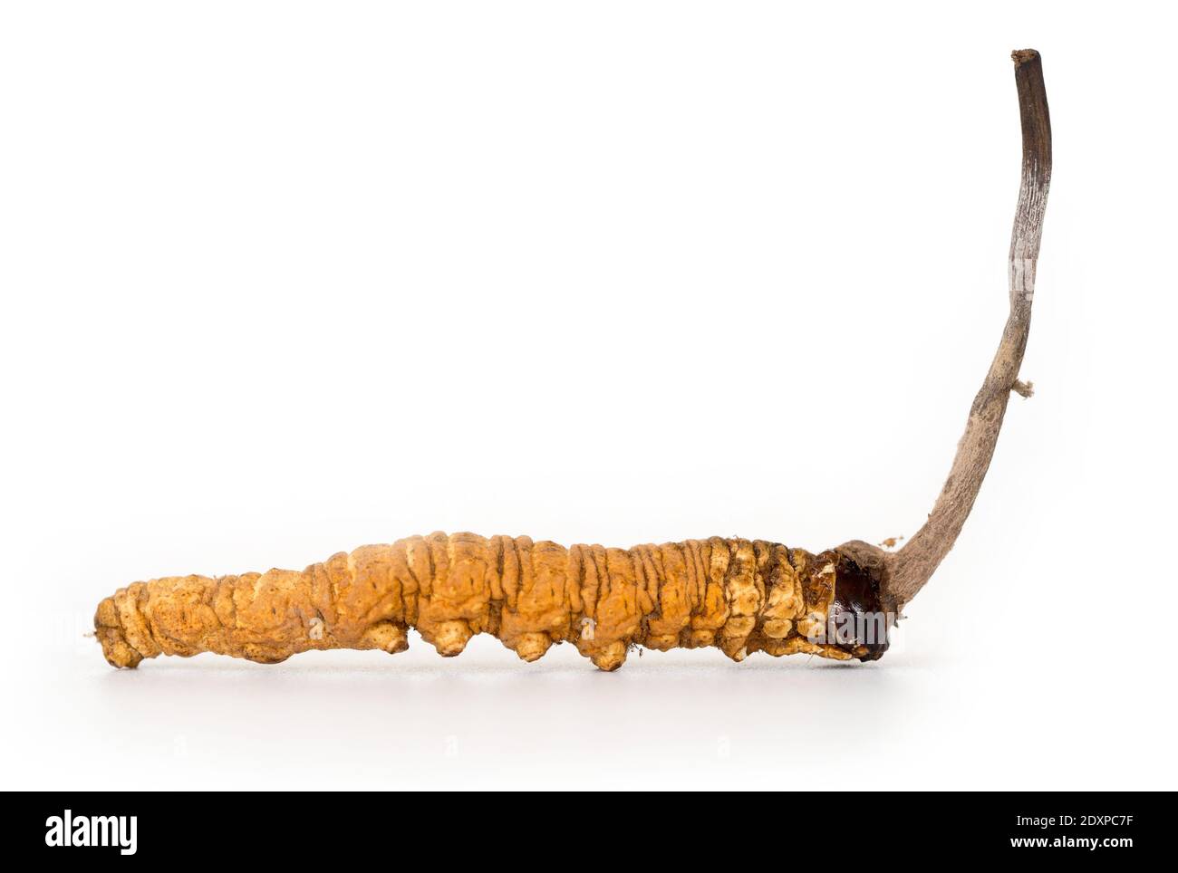 Chinese caterpillar fungus hi-res stock photography and images - Alamy