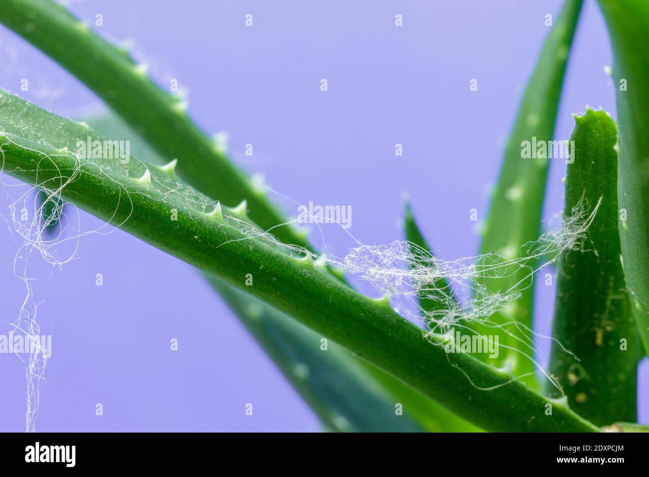 Aloe arborescens is a succulent plant from the Aloeaceae family used ...