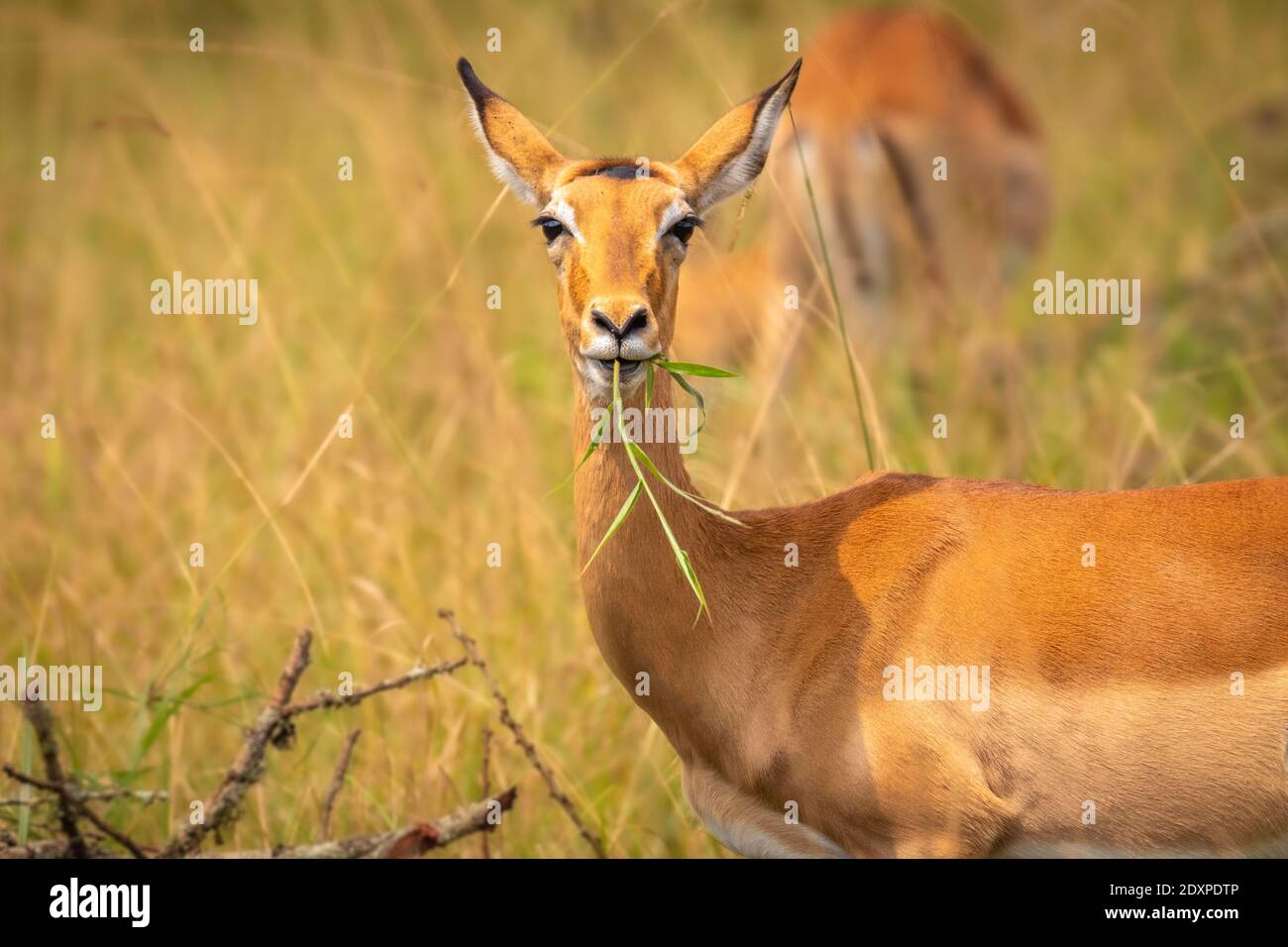 A female impala (Aepyceros melampus) eating, Lake Mburo National Park ...