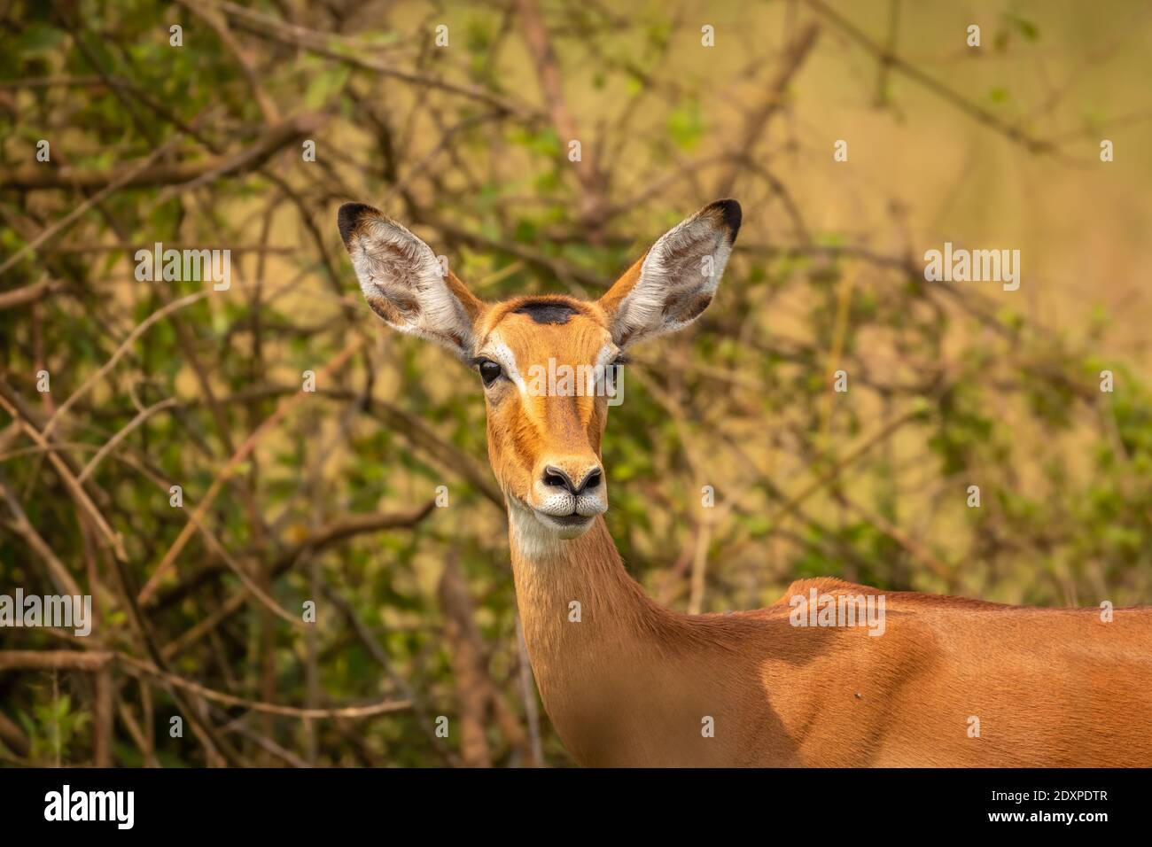 A female impala (Aepyceros melampus) looking alert, Lake Mburo National ...