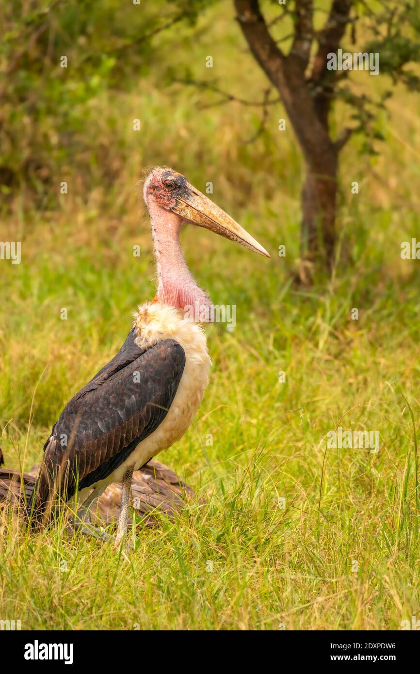Leptoptilos robustus hi-res stock photography and images - Alamy