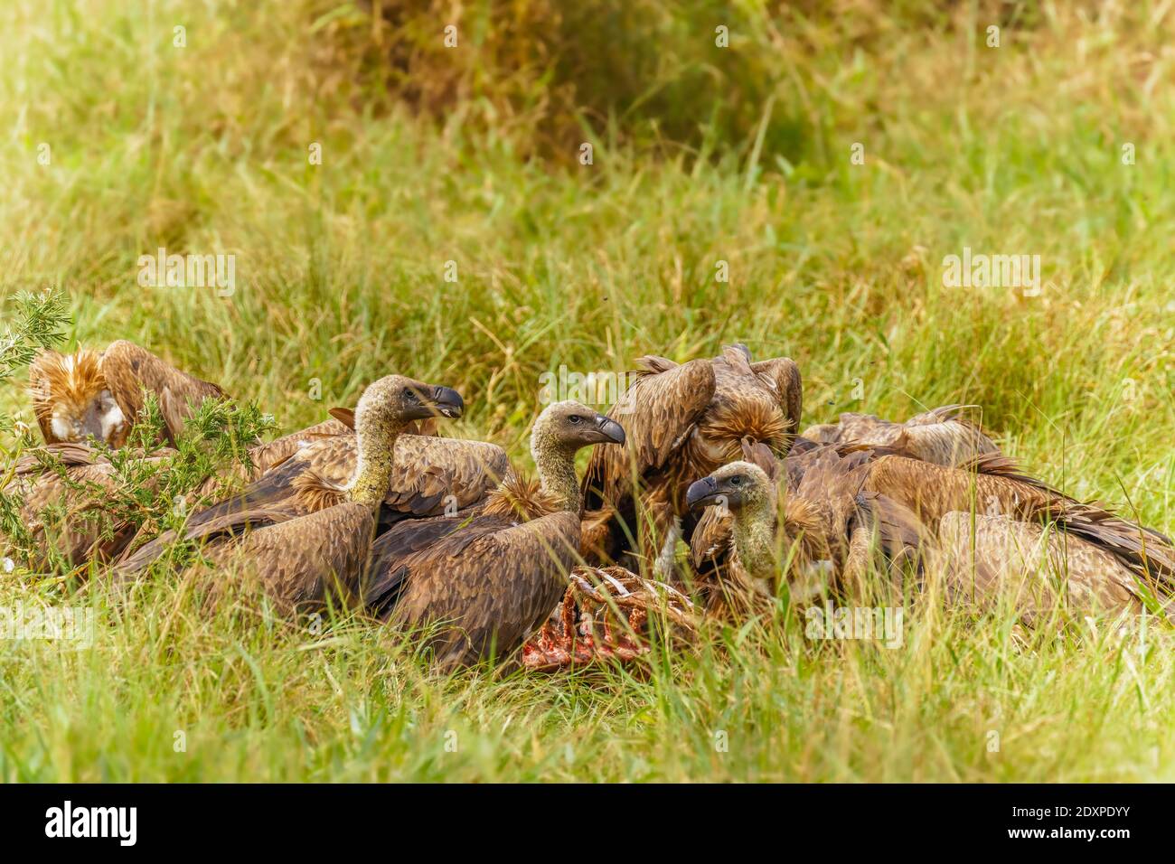 White-backed vultures (Gyps africanus) scavenging on a carcass, Lake ...