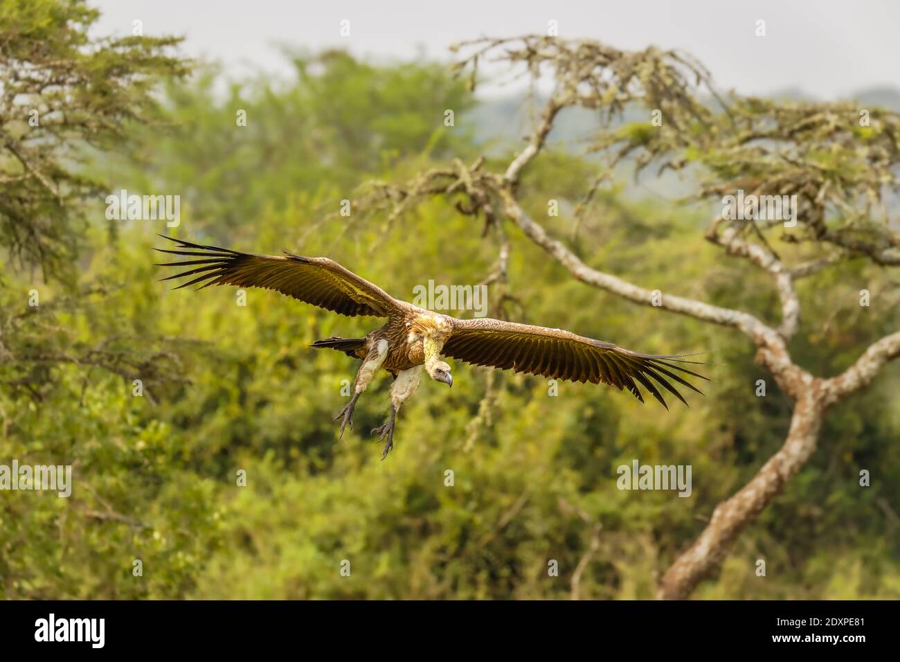 White-backed vulture (Gyps africanus) flying, Lake Mburo National Park ...