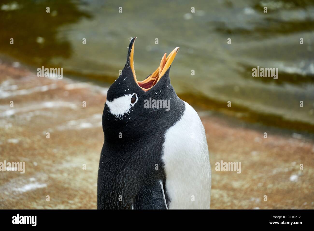 Close up of penguins hi-res stock photography and images - Alamy