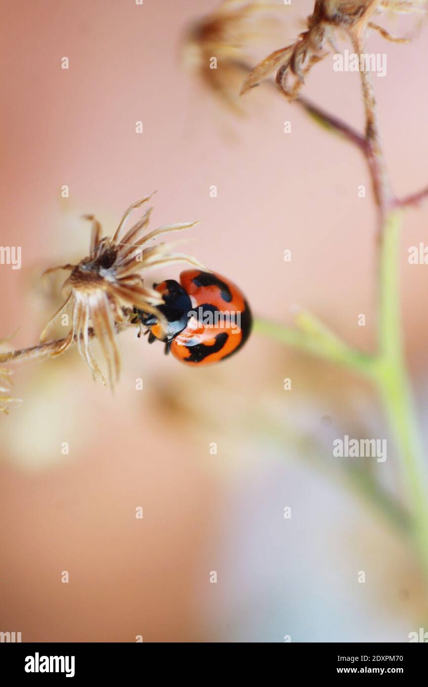 Buzzing Beetle High Resolution Stock Photography and Images - Alamy