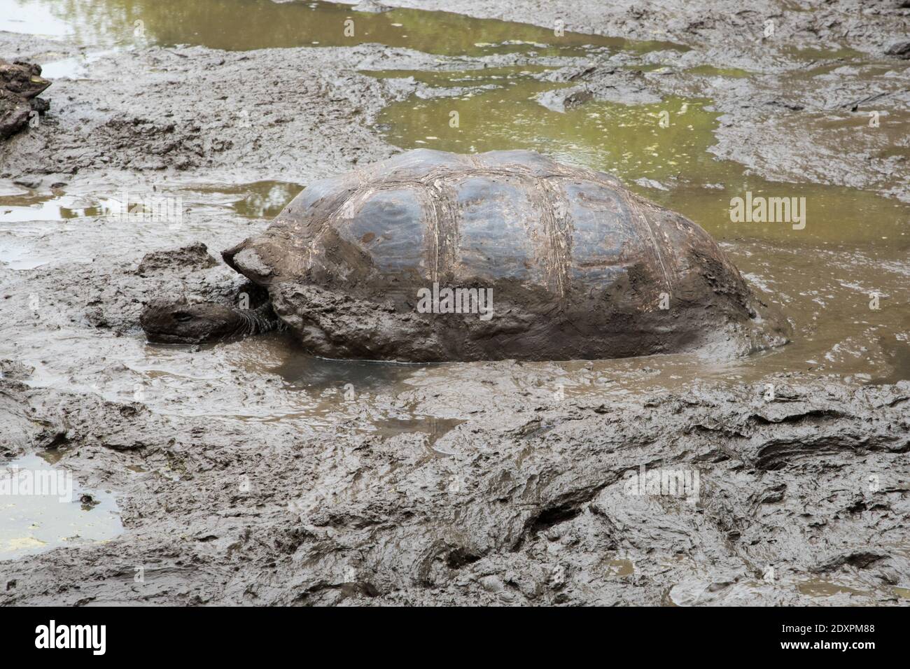 Galápagos tortoise bathing in a pool in the El Chato Reserve on Santa ...