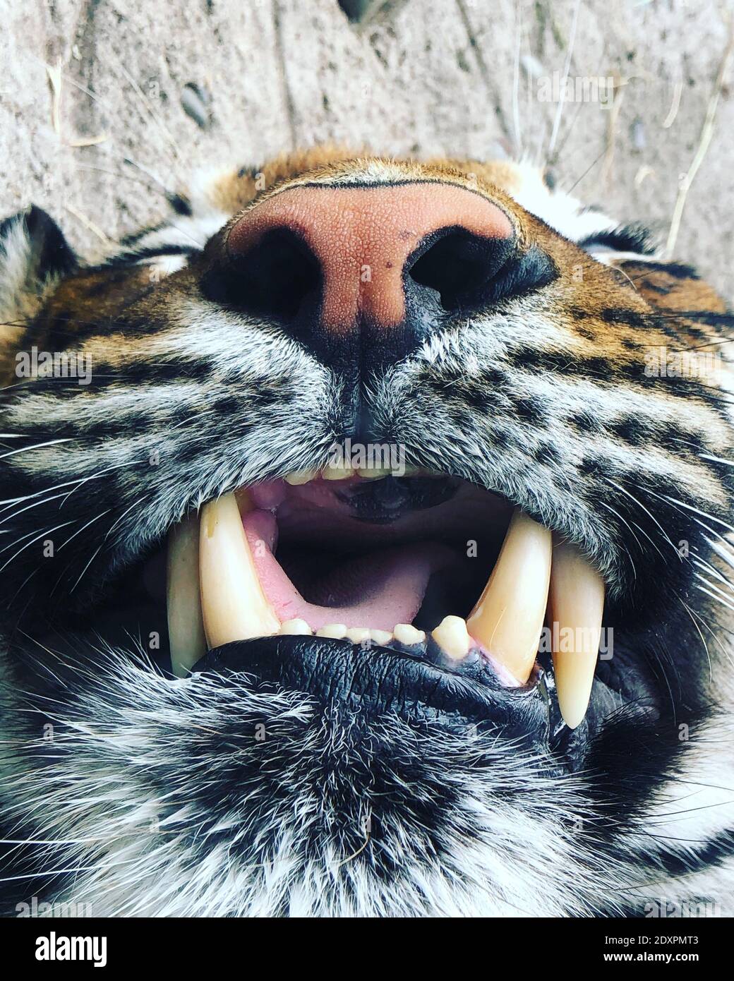 Animal with big teeth hi-res stock photography and images - Alamy