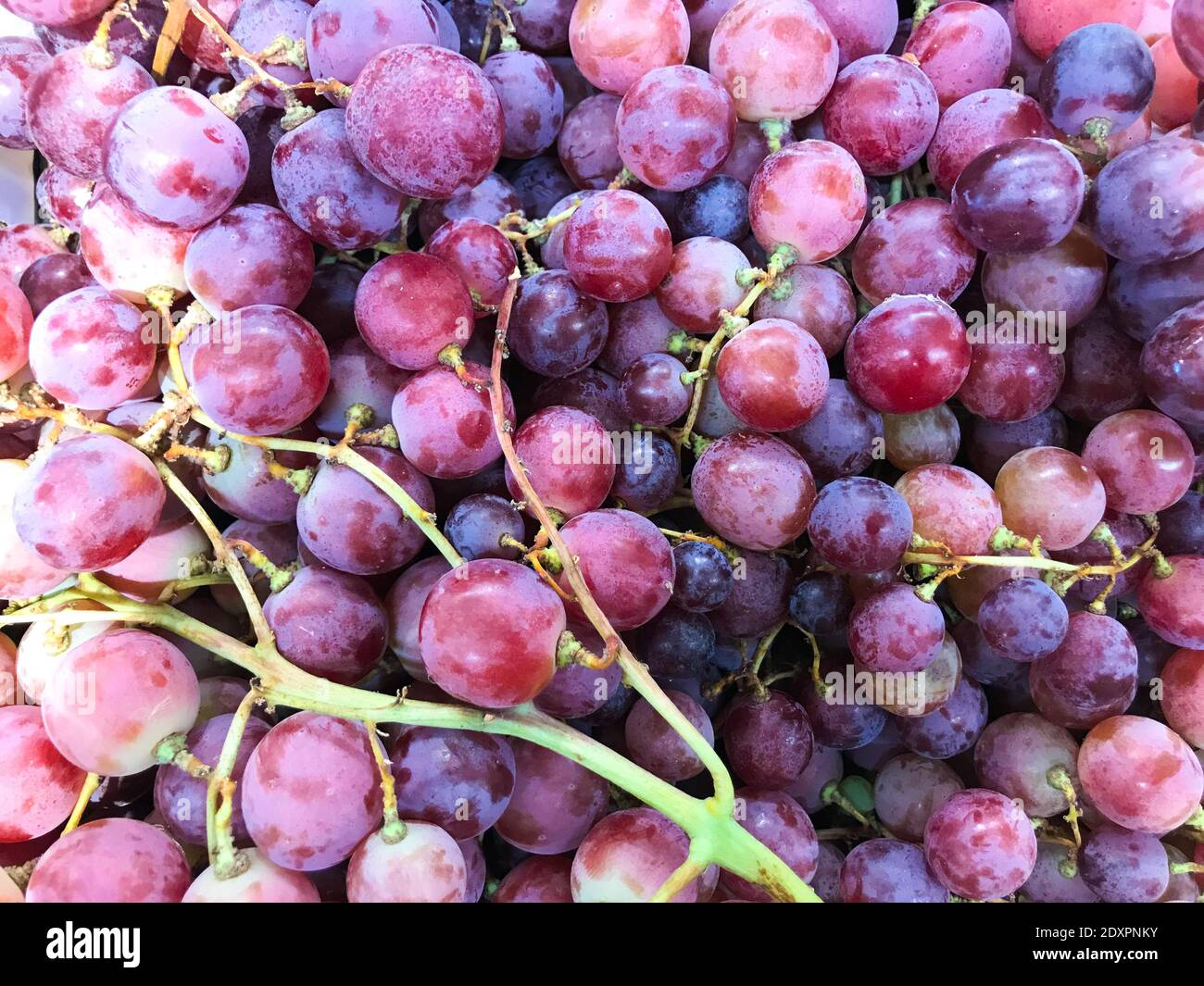 Botanically berry hi-res stock photography and images - Alamy