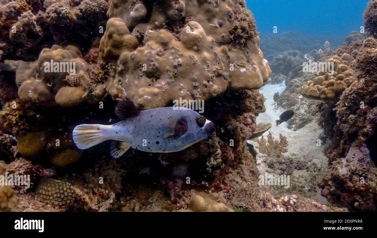 Dog face puffer fish hi-res stock photography and images - Alamy