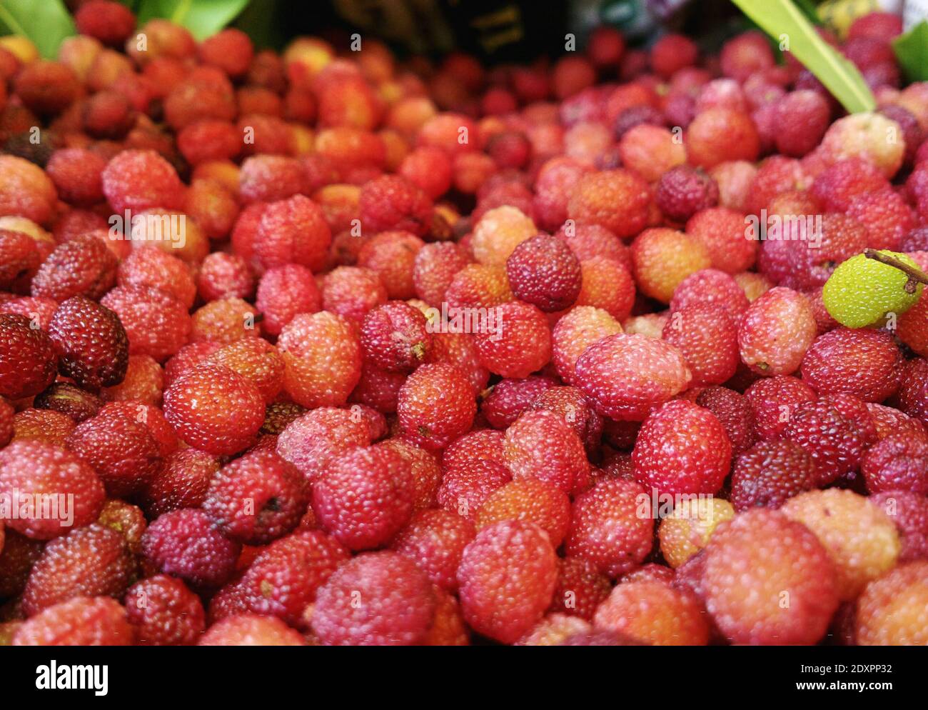 Nature journals hi-res stock photography and images - Alamy